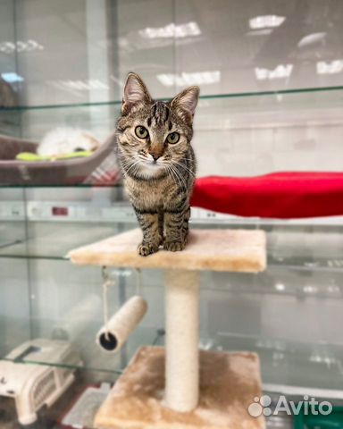 Кошечка Молли