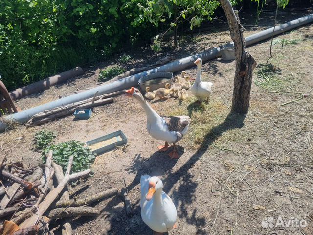 Гуси и гусята