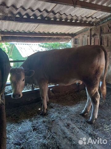 Бык и тёлка