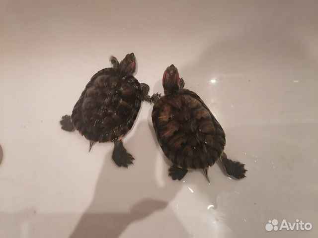 Красноухая черепаха с аквариумом