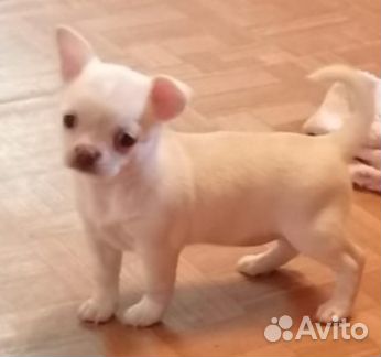 Чихуахуа девочка