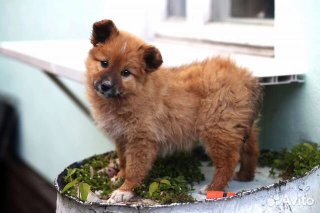 Щенок в добрые руки