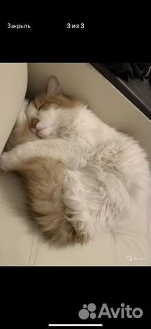 Котенок ищет дом