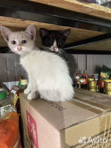 Котенок белый