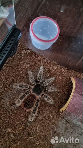 Паук птицеед с террариумом