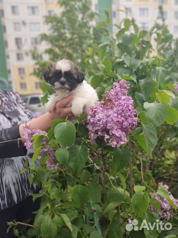 Продаются щенки ши-тцу