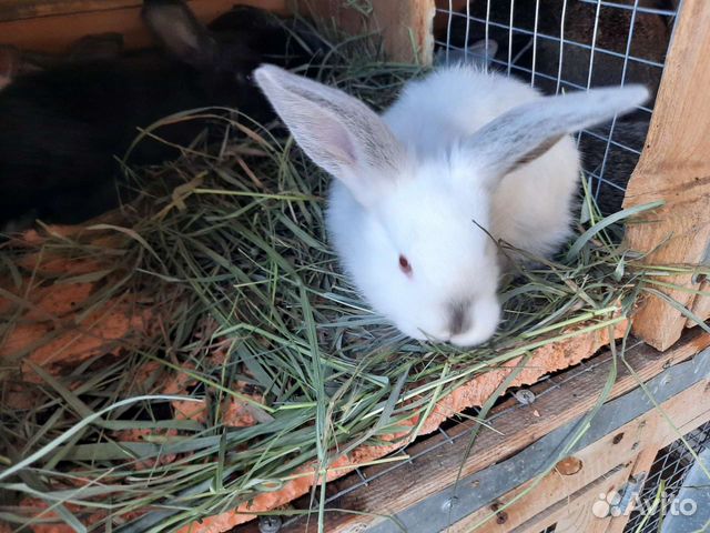 Кролики мясных пород