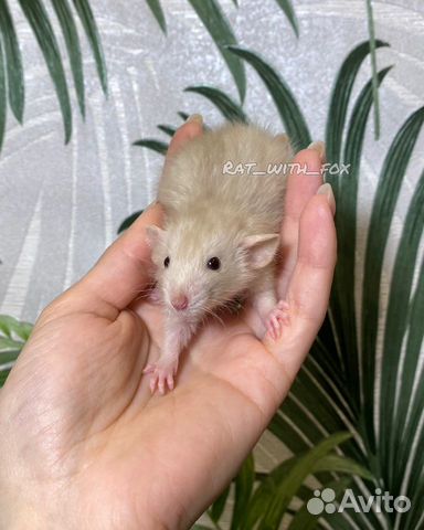 Длинношёрстные крысята