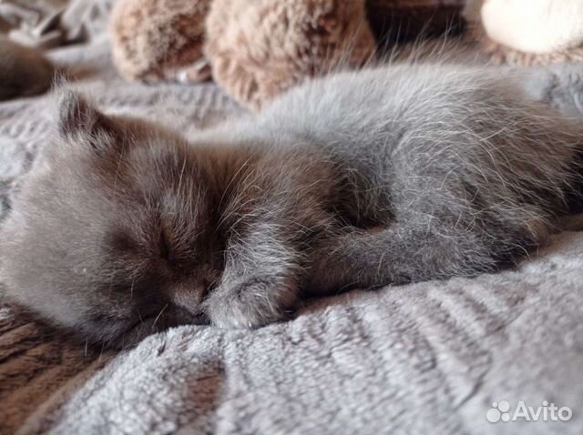 Котята от британского кота и шотландской кошки
