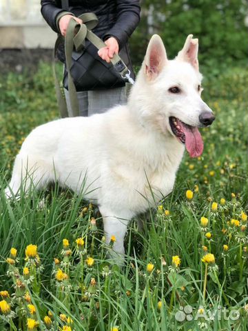 Люди бросили швейцарскую овчарку, нужен дом