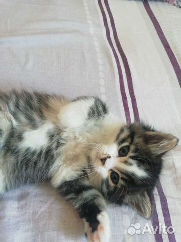 Кошечка в добрые руки