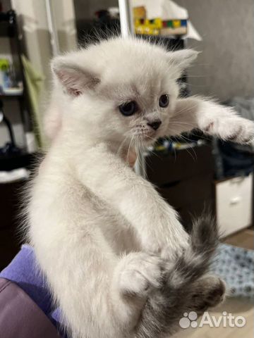 Шотланский котенок скоттиш страйт