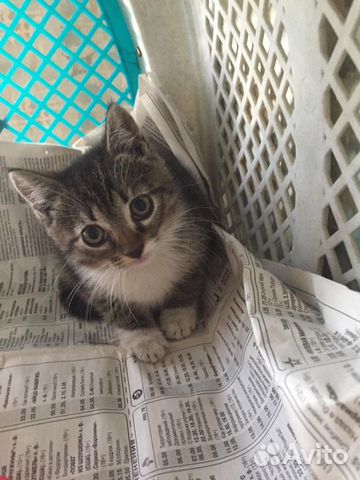 Котенок в добрые руки