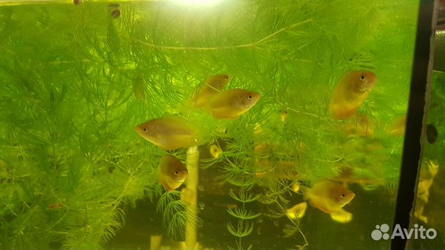 Аквариумные рыбки и растения