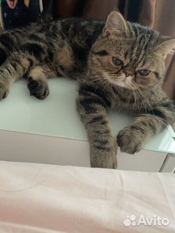 Экзотическая