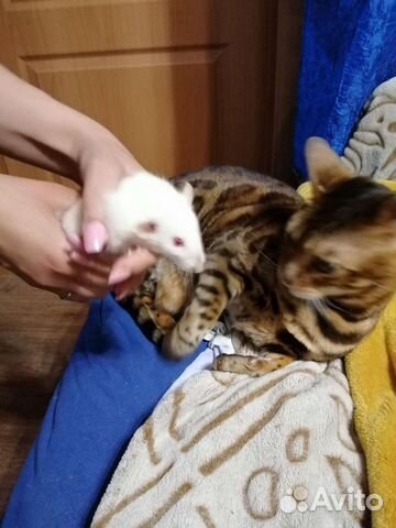 Декоративная крыса дамбо