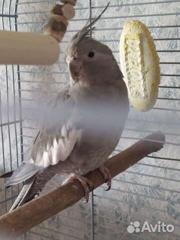 Попугай корелла девочка