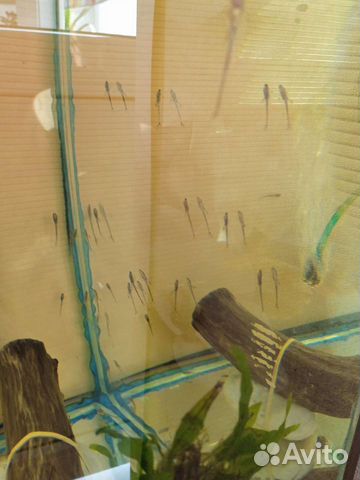 Стурисома панамская