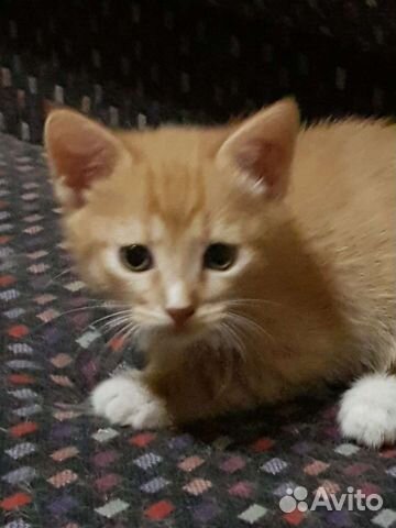 Котёнок в заботливые руки