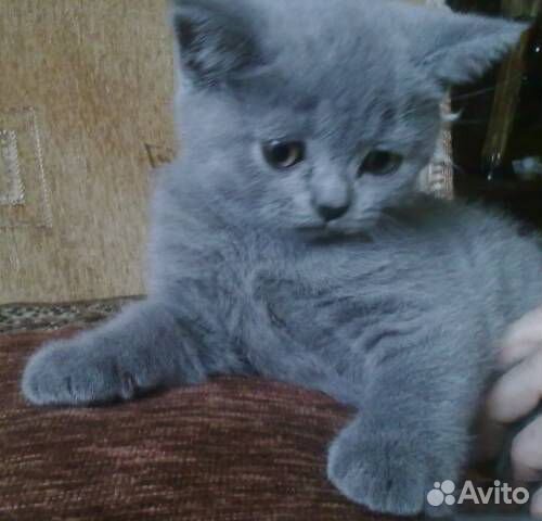 Клубные британцы голубого окраса