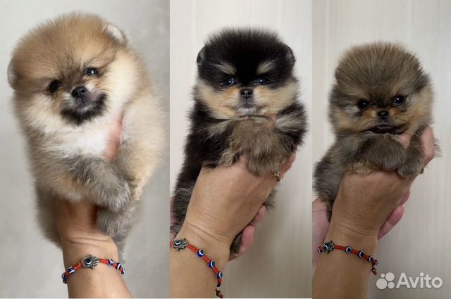 Мини и супер мини шпиц