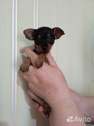 Очаровательная девочка мини