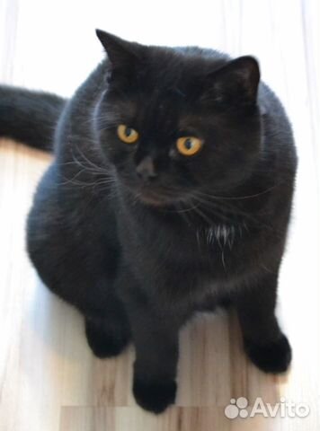 Красавица Британка