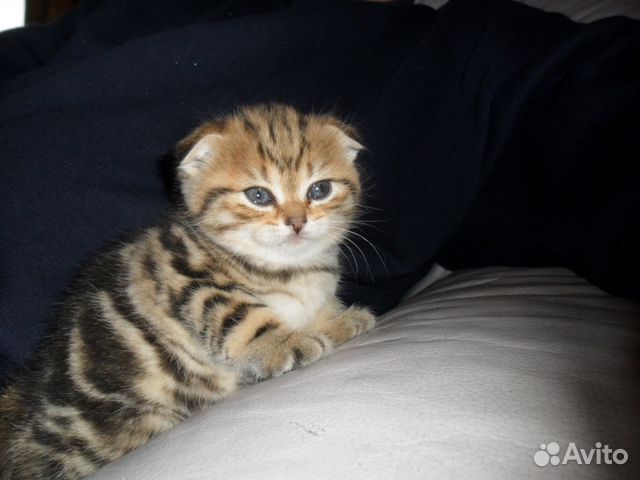 Кошечка вислоухая Астра