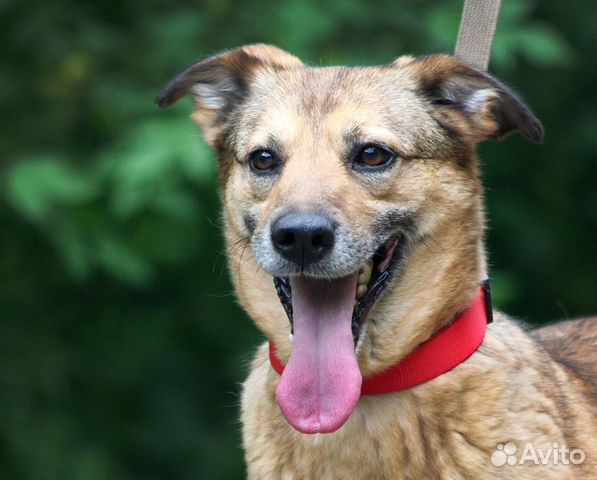 Ненси-солнечная девочка из приюта