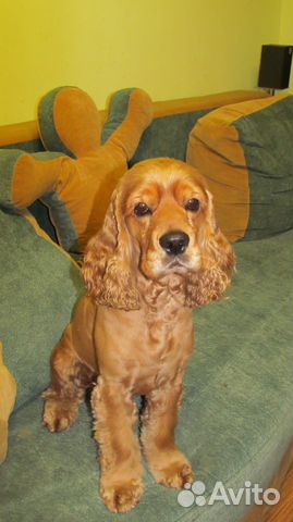 Породистый, симпатяга желает познакомиться