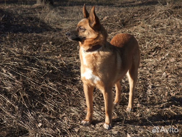 Лика-маленькая принцесса, маленькая красавица