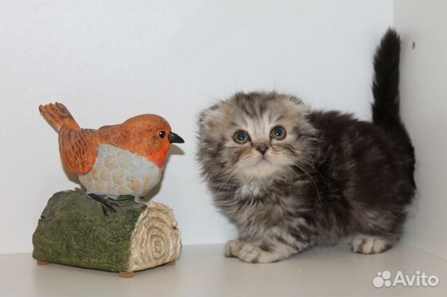 Скотиш-фолд (хайленд)