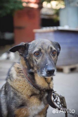 Взрослый пес надеется уехать из приюта