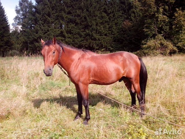 Жеребец Упряжной