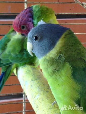 Ожереловые сливоголовые питомник "Медвежьи озера