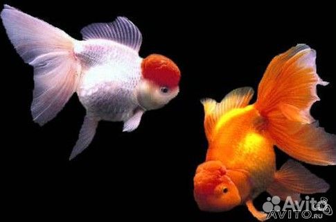 Красная шапочка/оранда