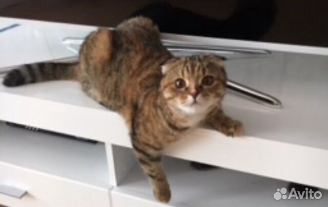 Шотландская вислоухая леди