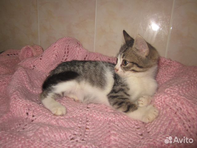 Фунтик лапочка-спасённый малыш в любящую семью