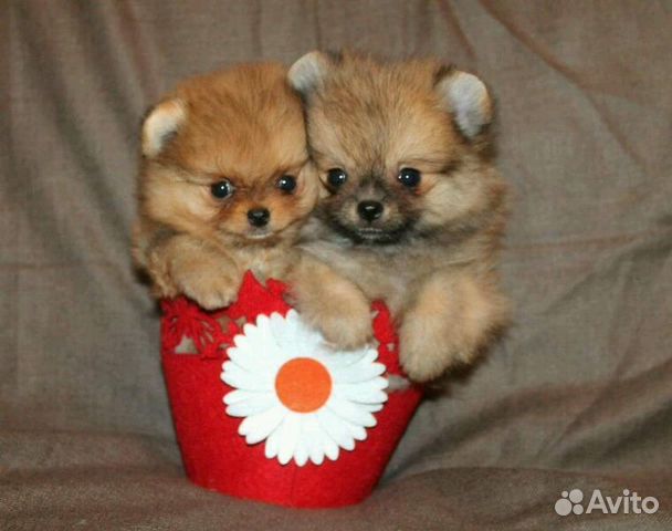 Красотульки Шпицульки