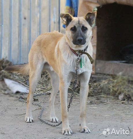 Крупный красавец Джон