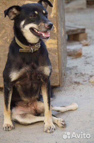 Собака Эля в добрые руки