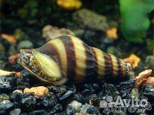 Улитка Хелена (улиткоед)