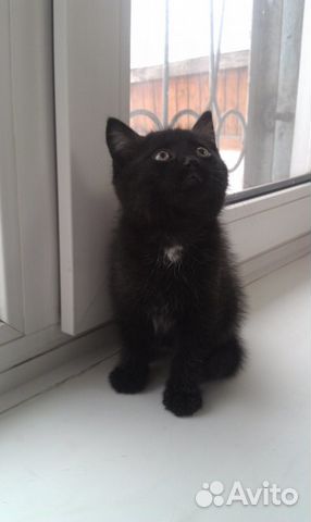 Черные котята мальчики