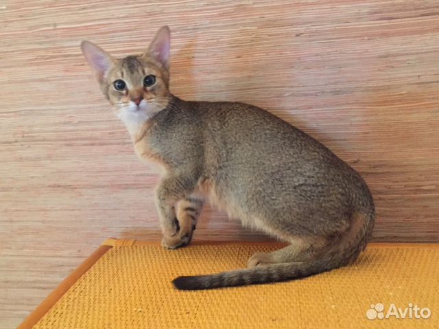 Чаузи -кошечка Бегония и компания