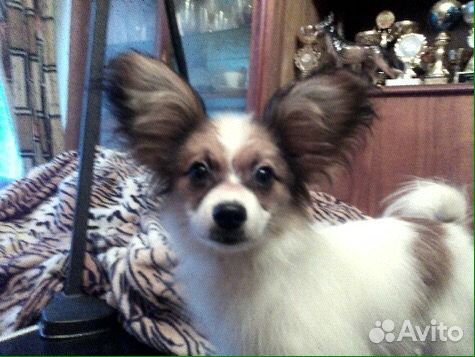 Щеночки Папийона, девочка