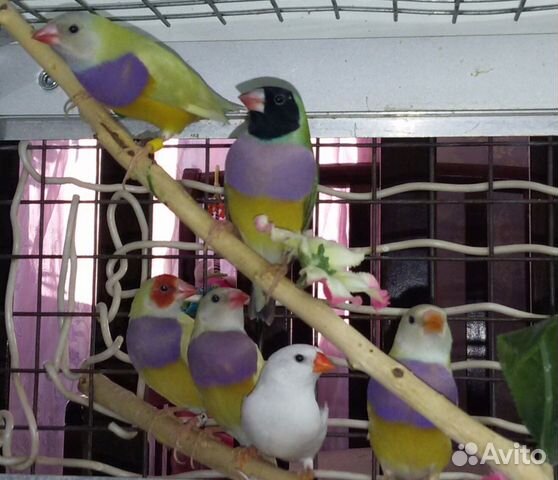 Амадины Гульда