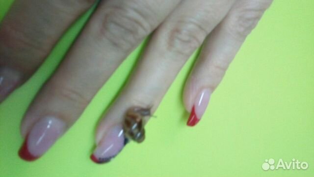 Улитки Ахатины-малыши