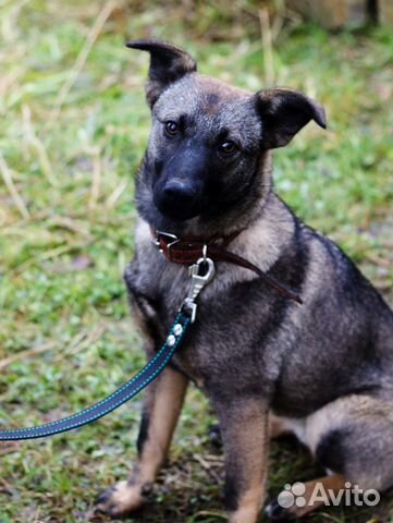 Особенная кофейная малышка - собачка Илия