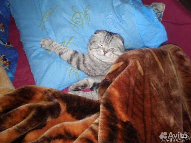 Скотиш фолд приглашает на вязку