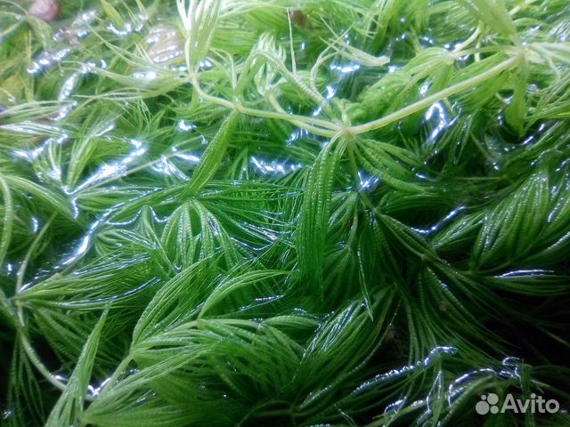 Роголистник, валлиснерия, сагиттария